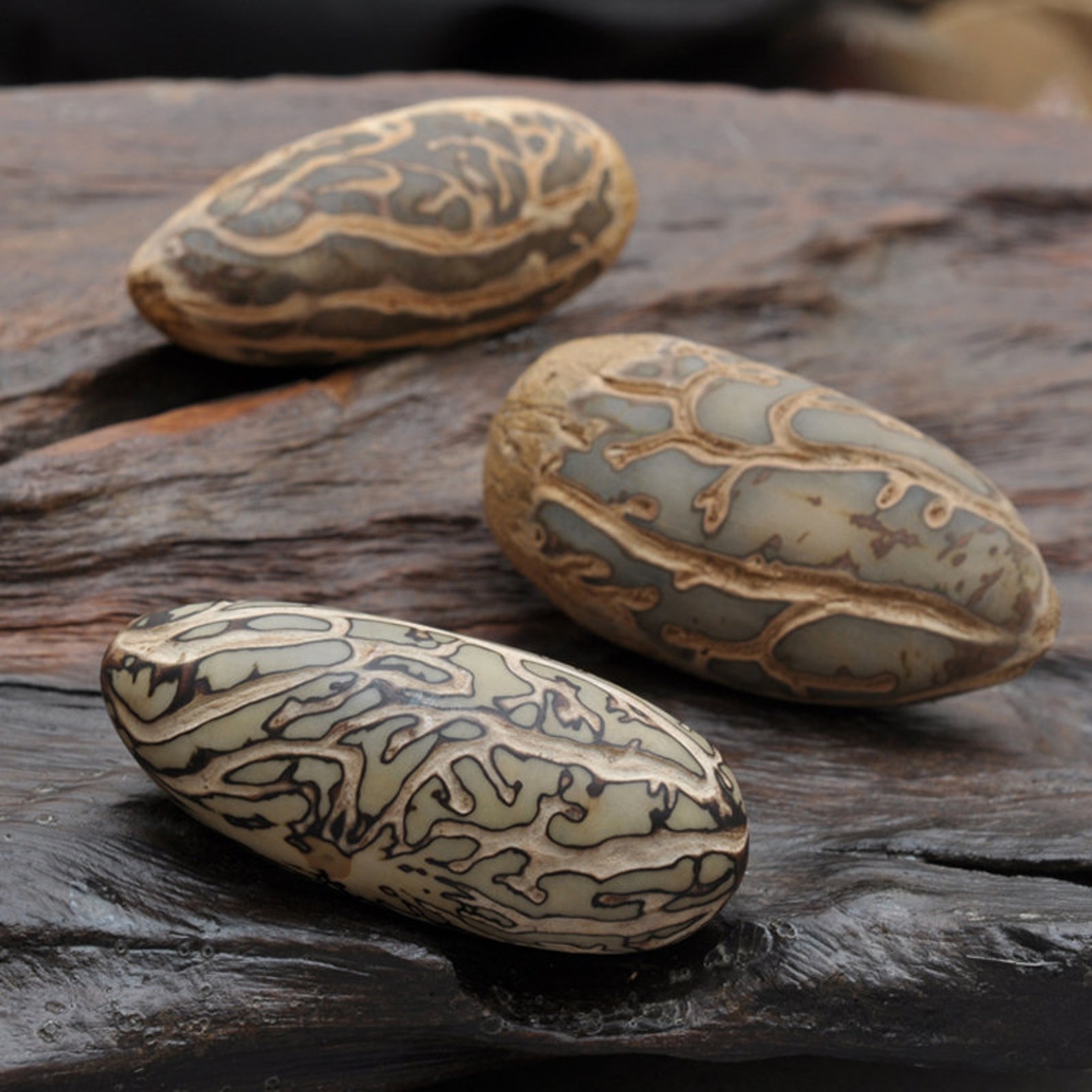 Bodhi Seeds: Raw Material for DIY Jewelry, Mala Prayer Beads (5 Pcs) - Etsy