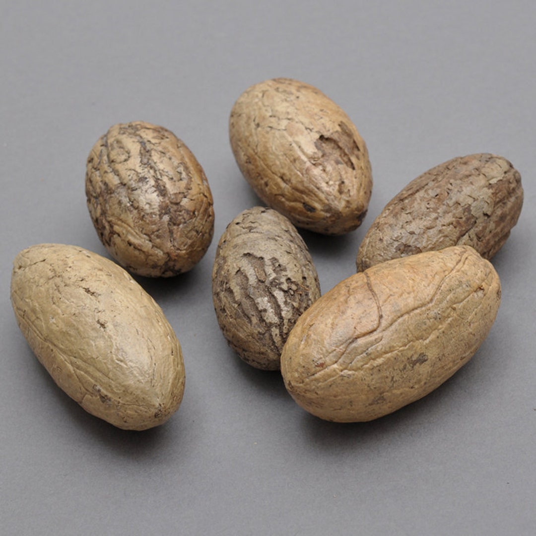 Bodhi Seeds: Raw Material for DIY Jewelry, Mala Prayer Beads (5 Pcs) - Etsy