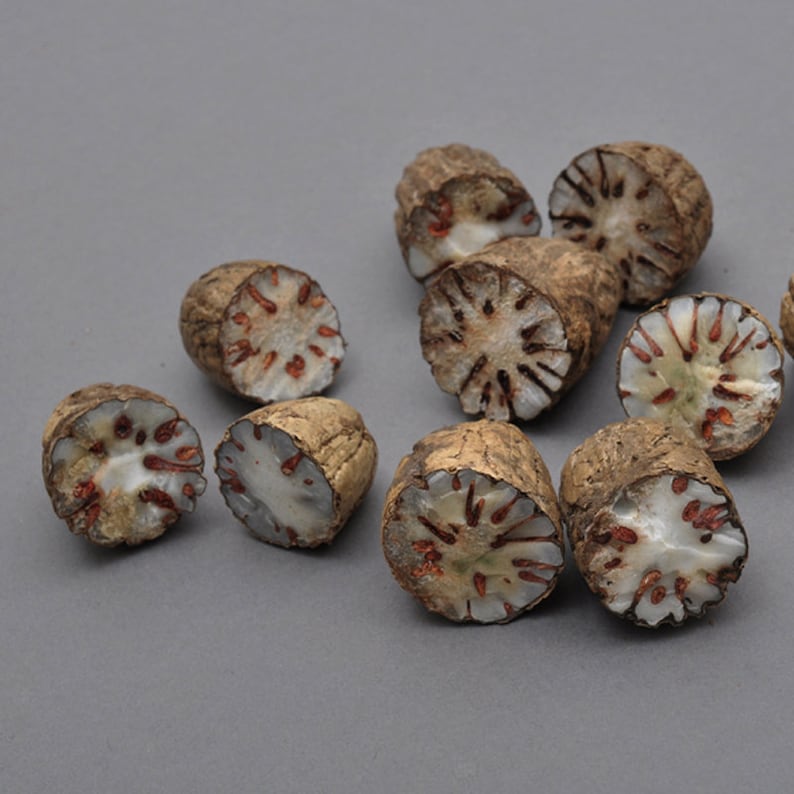 Bodhi Seeds: Raw Material for DIY Jewelry, Mala Prayer Beads (5 Pcs) - Etsy