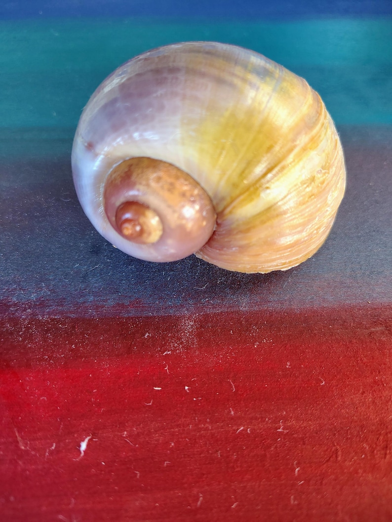 5 Apple Snail Shells – Natural Coastal Decor, Aquarium, Terrarium ...