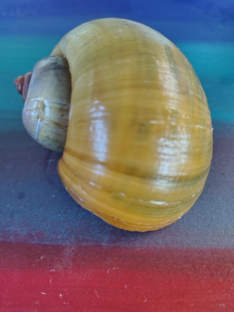Apple Snail Shell – Natural Coastal Decor, Aquarium, Terrarium, Ocean ...