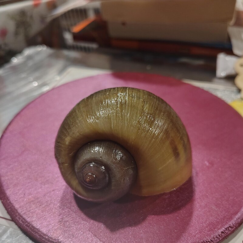 Apple Snail Shell - Etsy