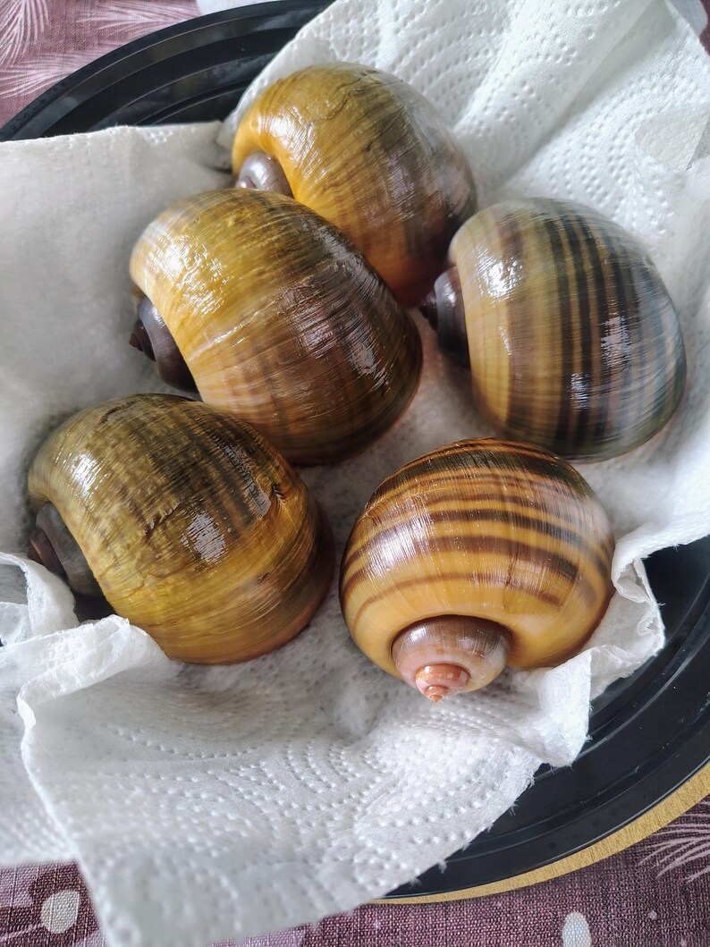 5 Apple Snail Shells – Natural Coastal Decor, Aquarium, Terrarium ...