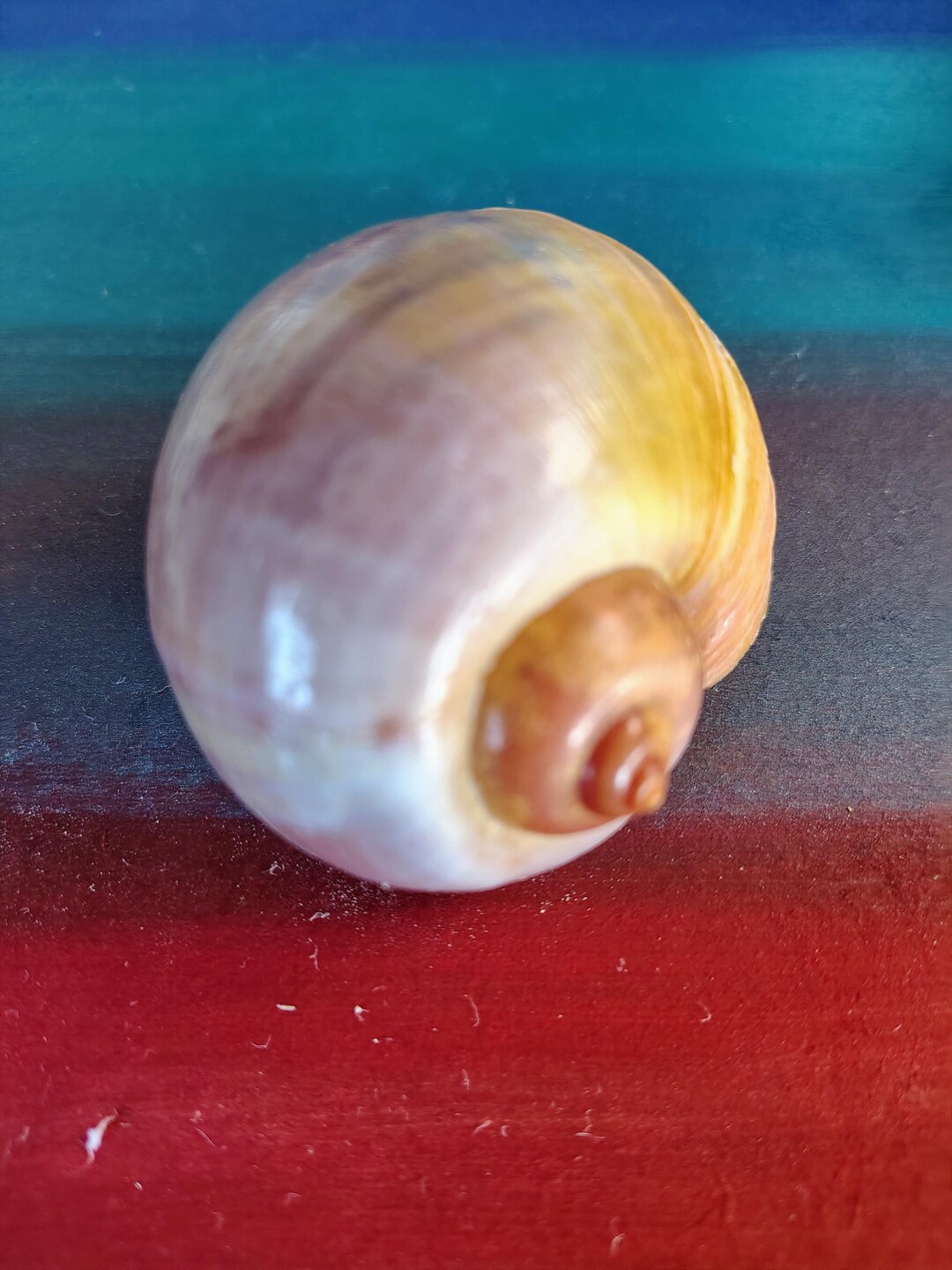 Apple Snail Shell – Natural Coastal Decor, Aquarium, Terrarium, Ocean ...