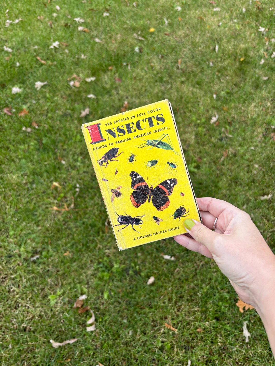 Vintage Insects Reference Guide Pocket Book Yellow Hardcover With Color ...