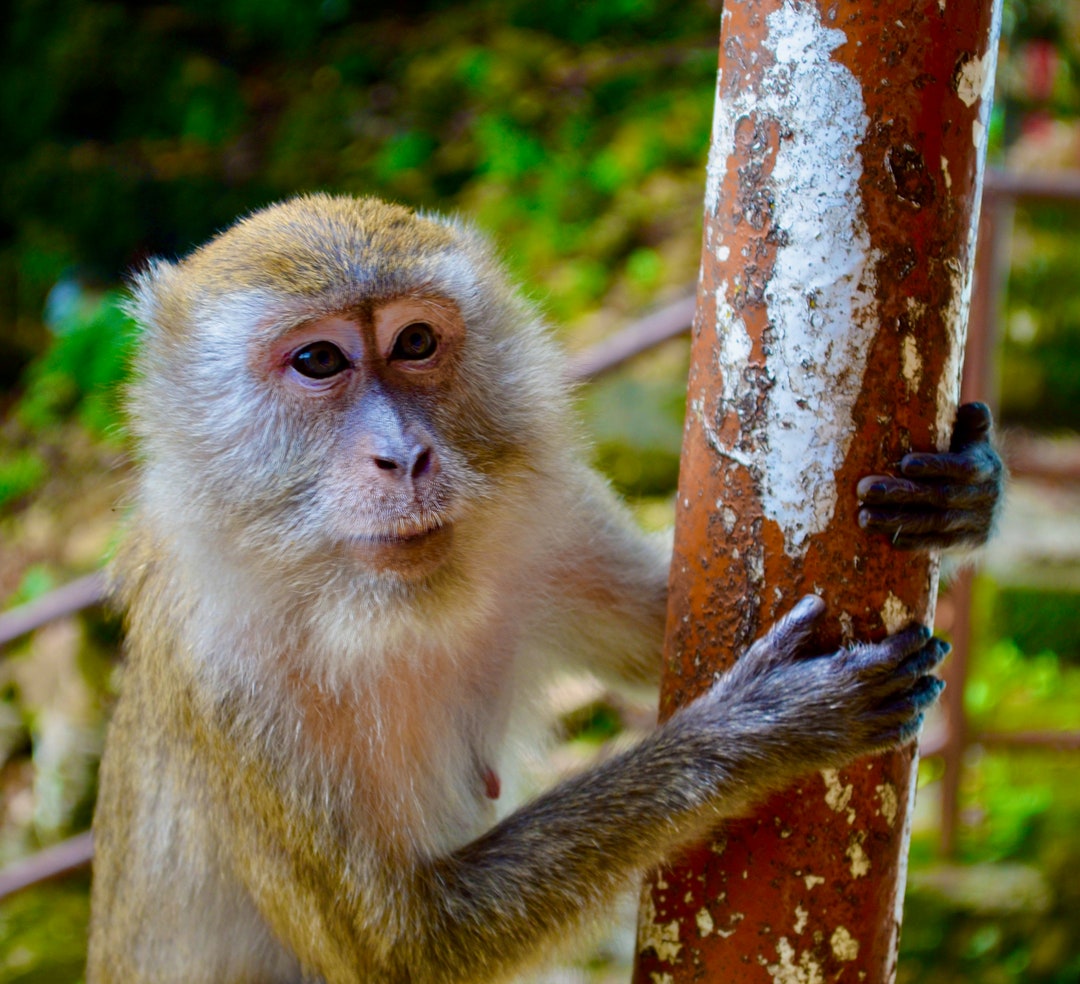 Curious Macaque - Etsy