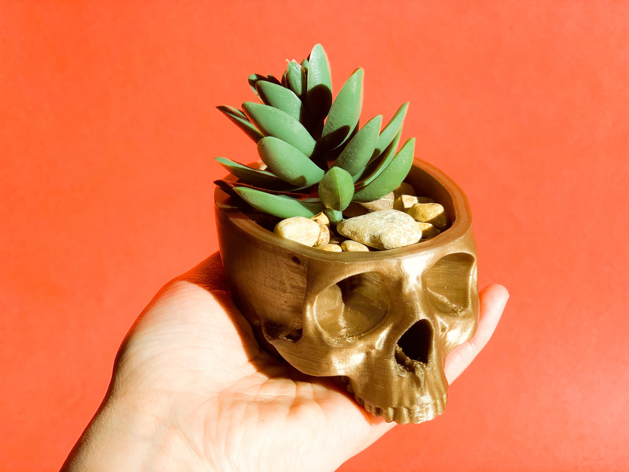 SKULL PLANTER Human Skull Planter Skull Succulent Planter | Etsy UK