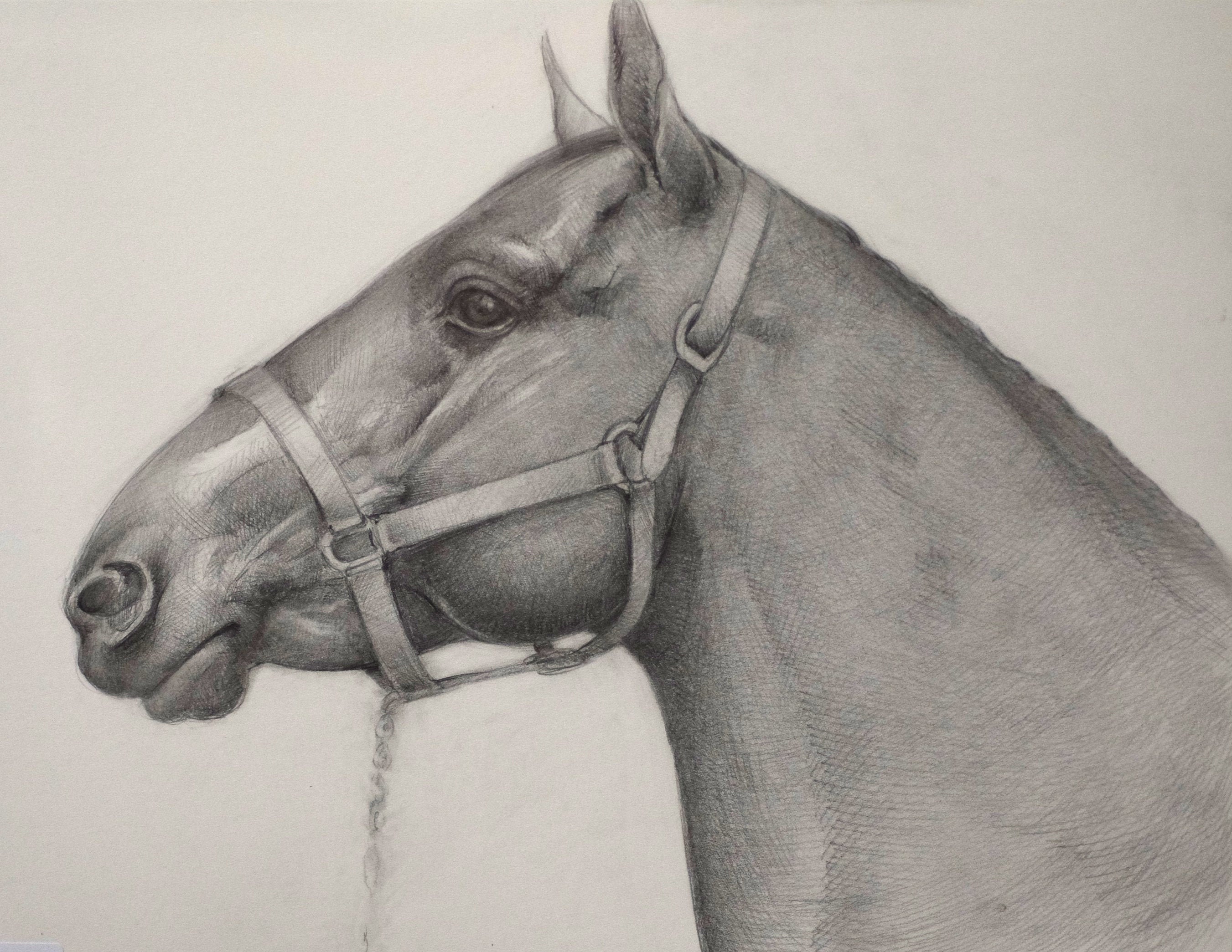 Morgan Horse Drawing at Michael Samford blog