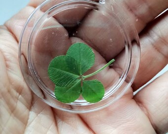 Real Clover Charm | Etsy