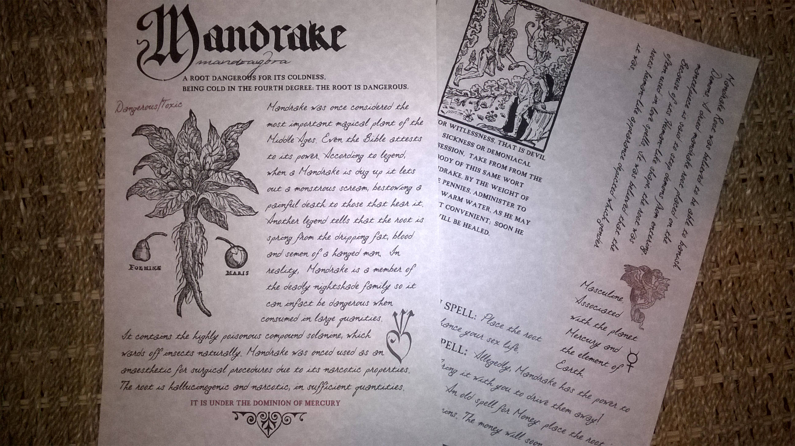 Mandrake Root- Herbology Pages/book of Shadows/mythic/parchment Pages ...