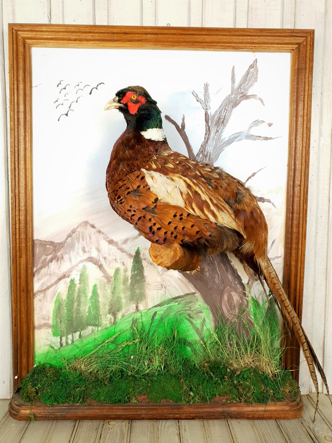 Vintage Taxidermy Pheasant, Stuffed Pheasant, Old Stuffed Pheasant ...