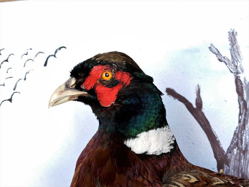 Vintage Taxidermy Pheasant Stuffed Pheasant Old Stuffed | Etsy