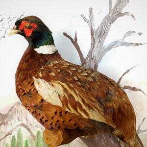 Vintage Taxidermy Pheasant, Stuffed Pheasant, Old Stuffed Pheasant ...