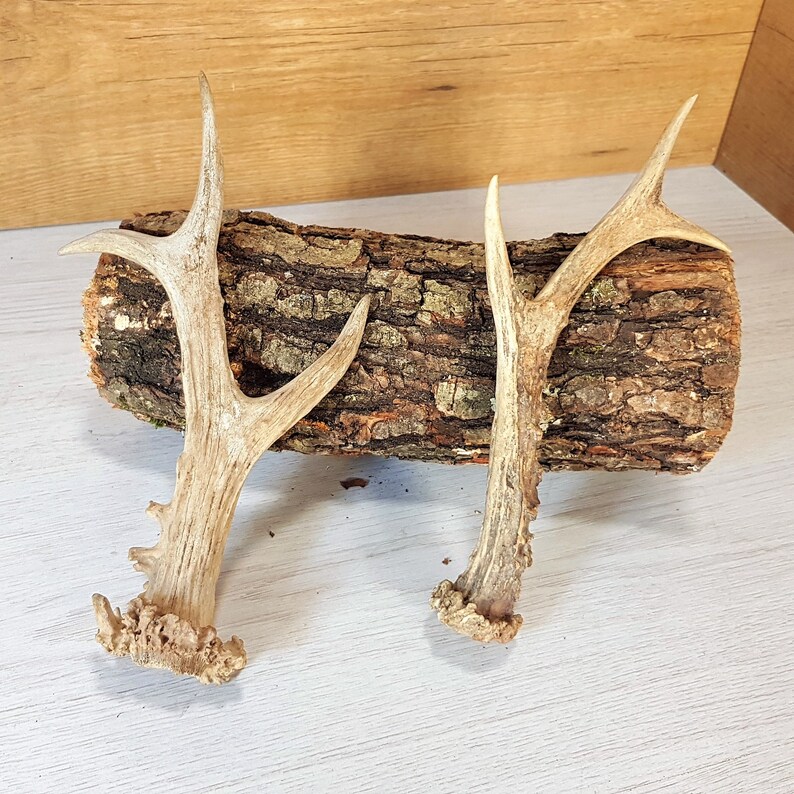 Corne de petite taille cornes Vintage corne de cerf corne - Etsy France