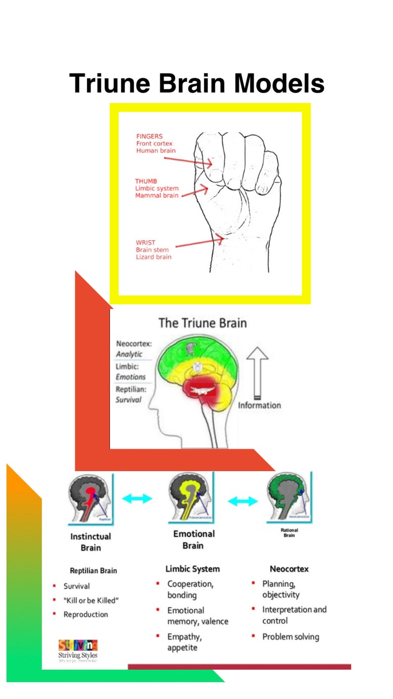 Triune Brain Worksheet: Trauma Therapy Printable (PDF) - Etsy
