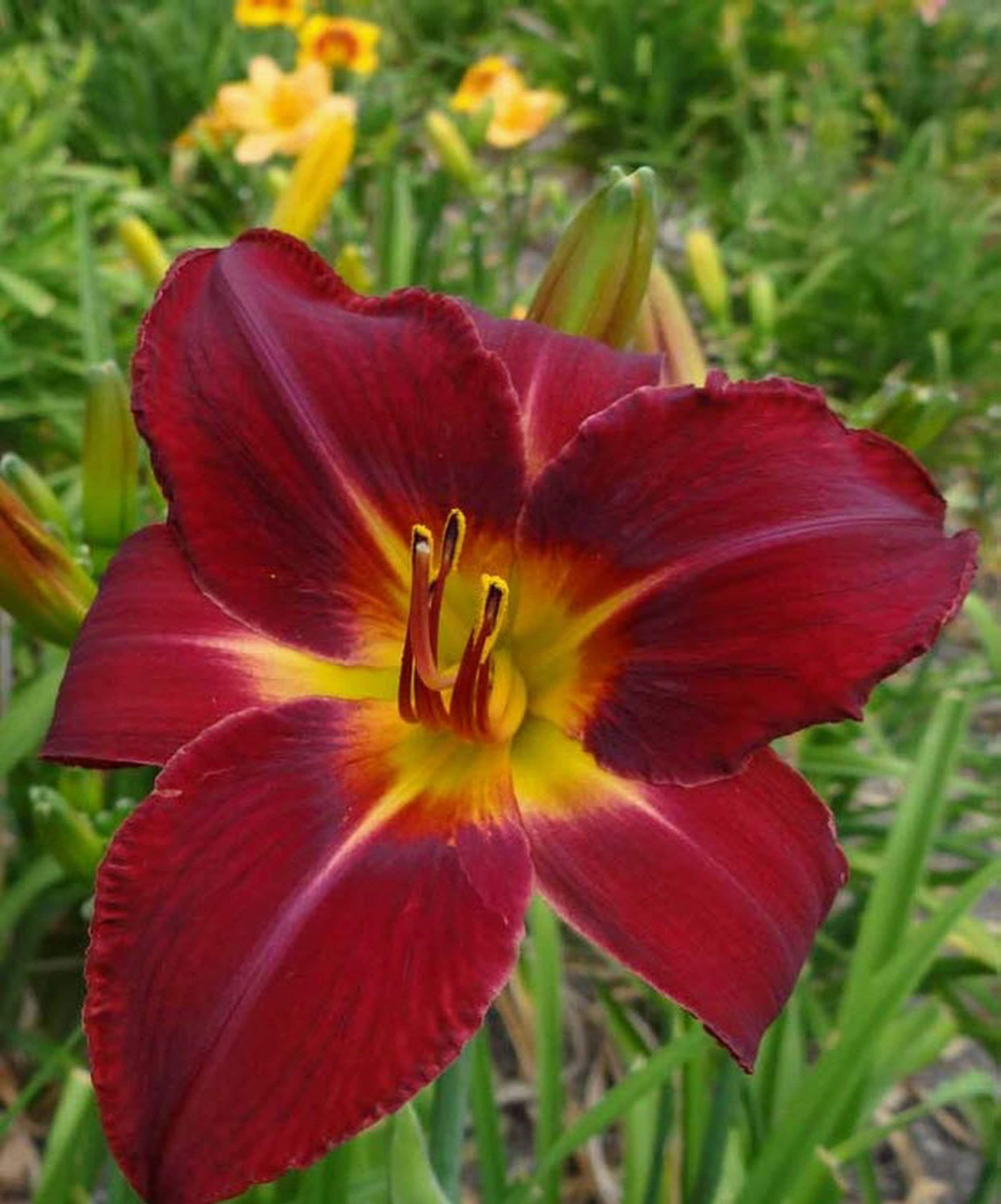 Red Daylilies
