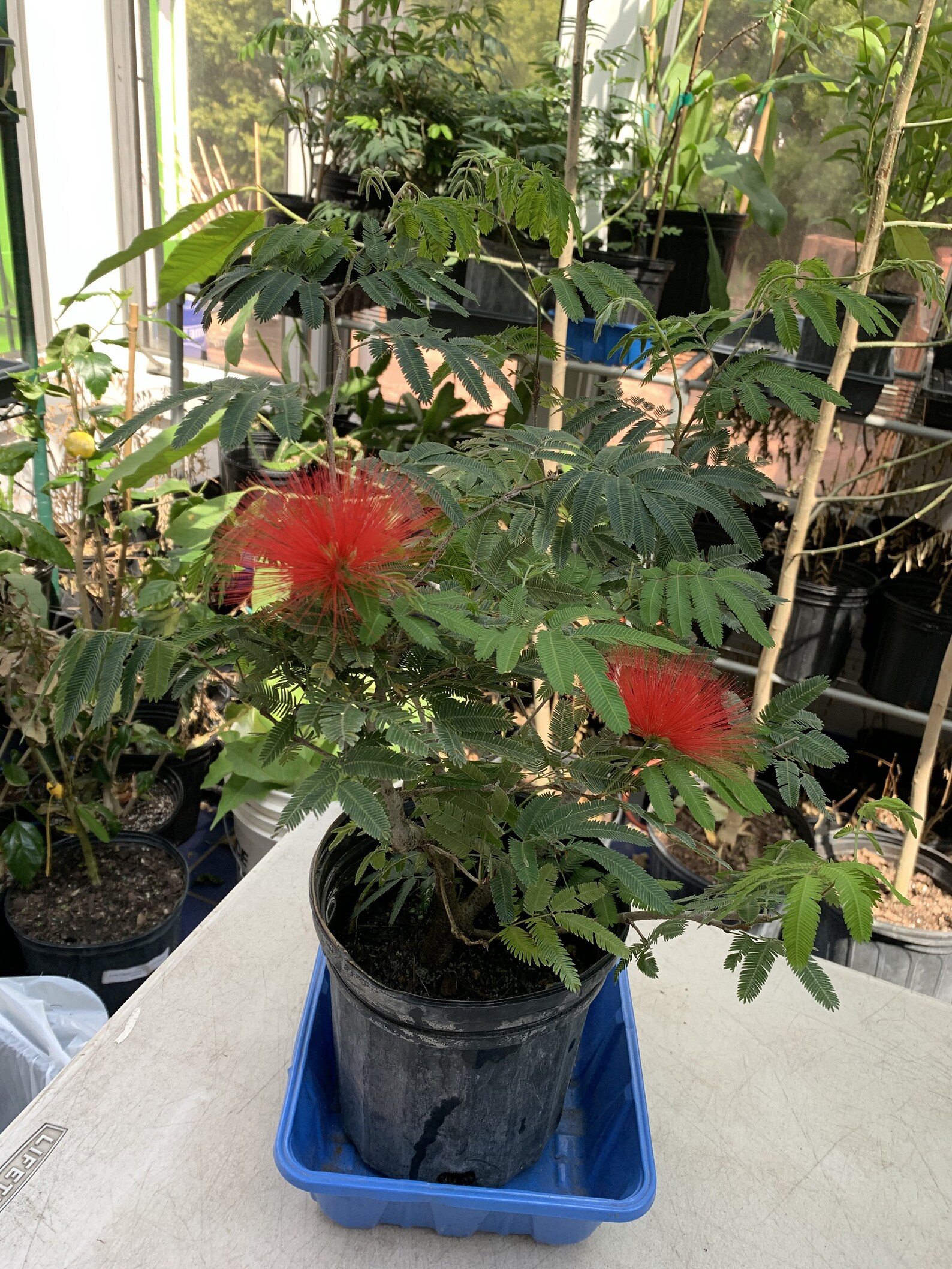CALLIANDRA TWEEDII With Love red Powder Puff - Etsy
