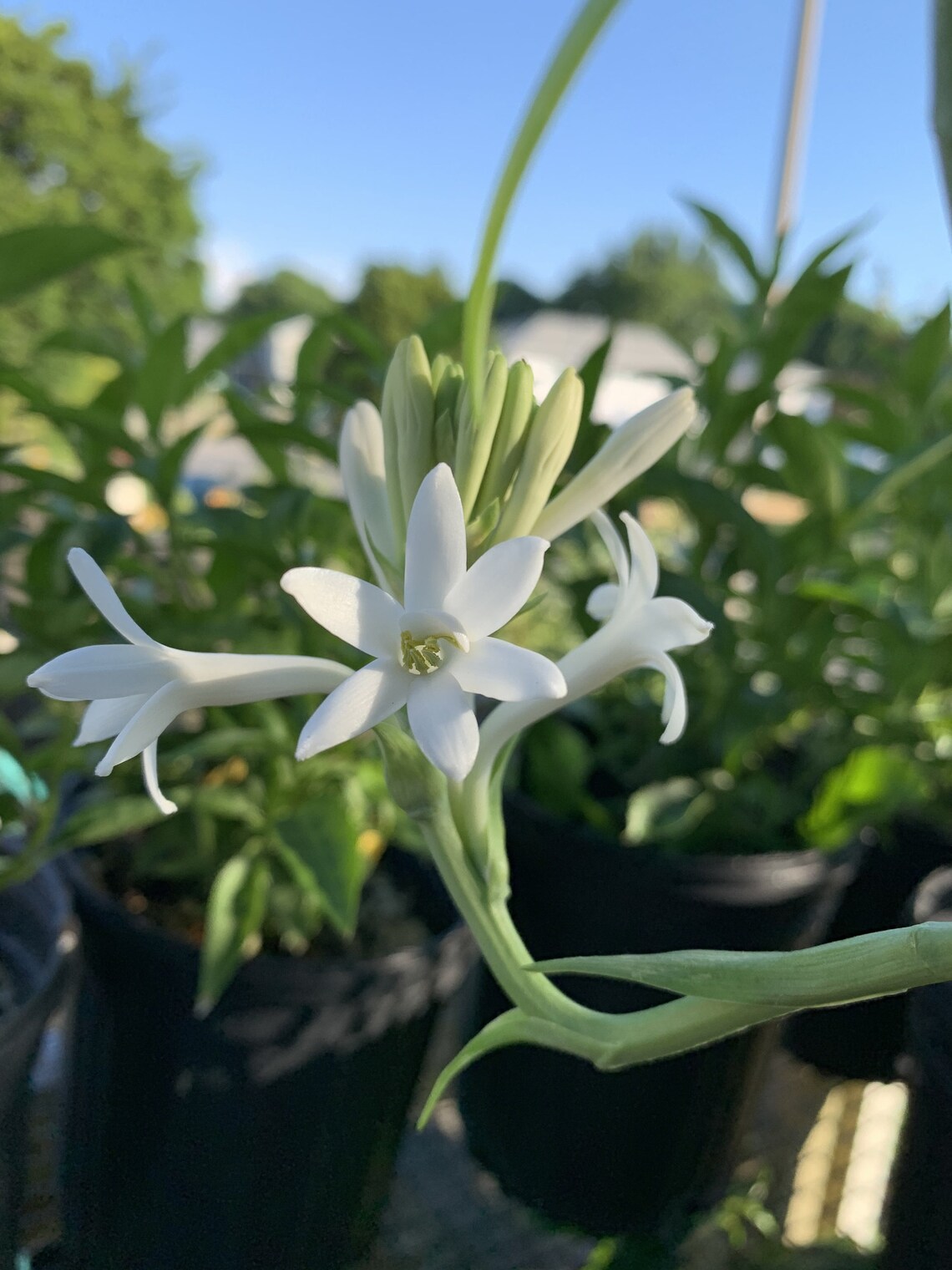 Tuberose (agave Amica) Plant - Etsy