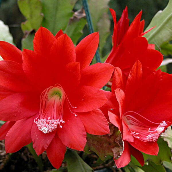 Orchid Cactus - Etsy