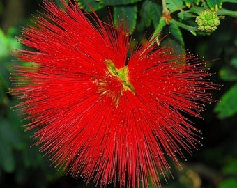 CALLIANDRA TWEEDII With Love red Powder Puff - Etsy