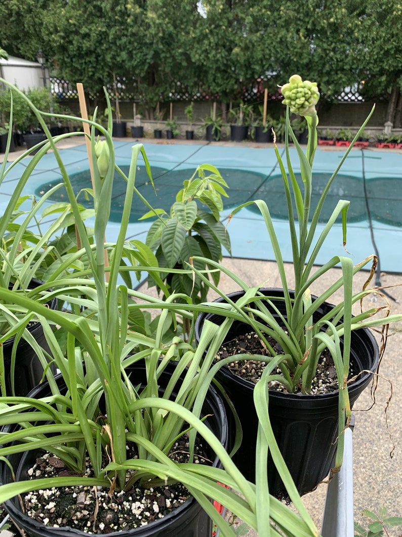 Tuberose (agave Amica) Plant - Etsy