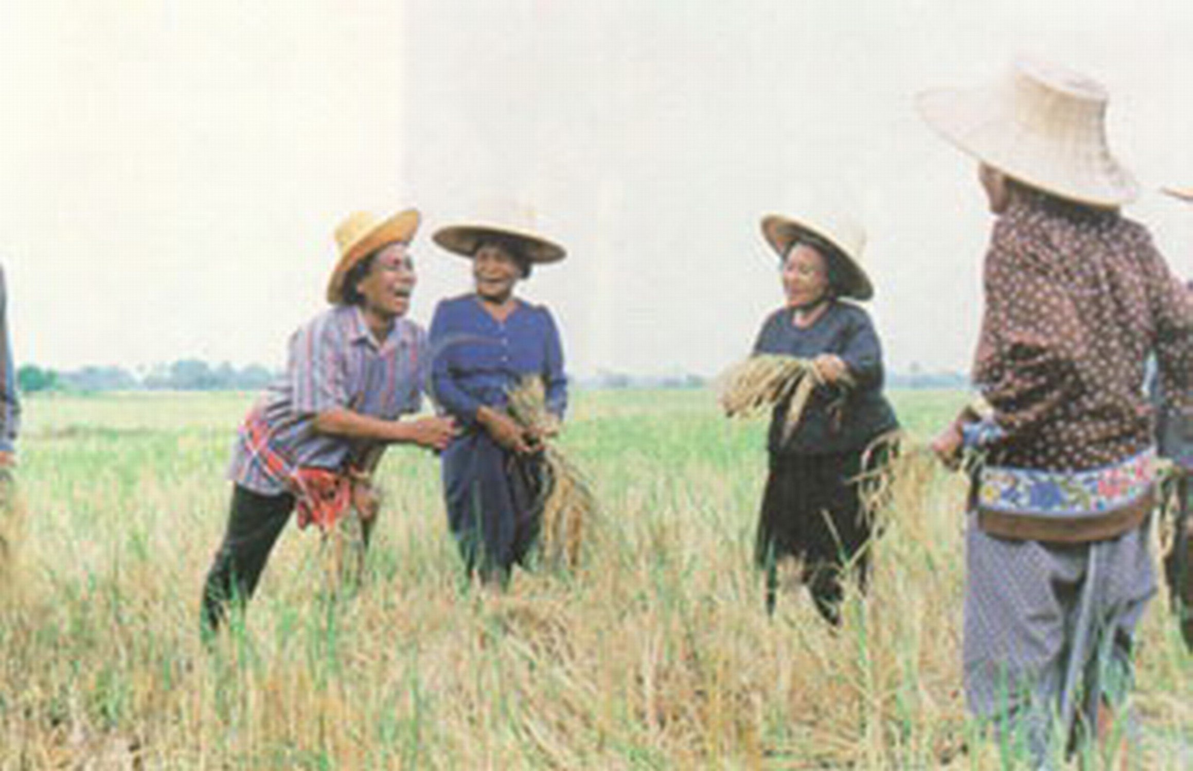 Thai Farmer Hat