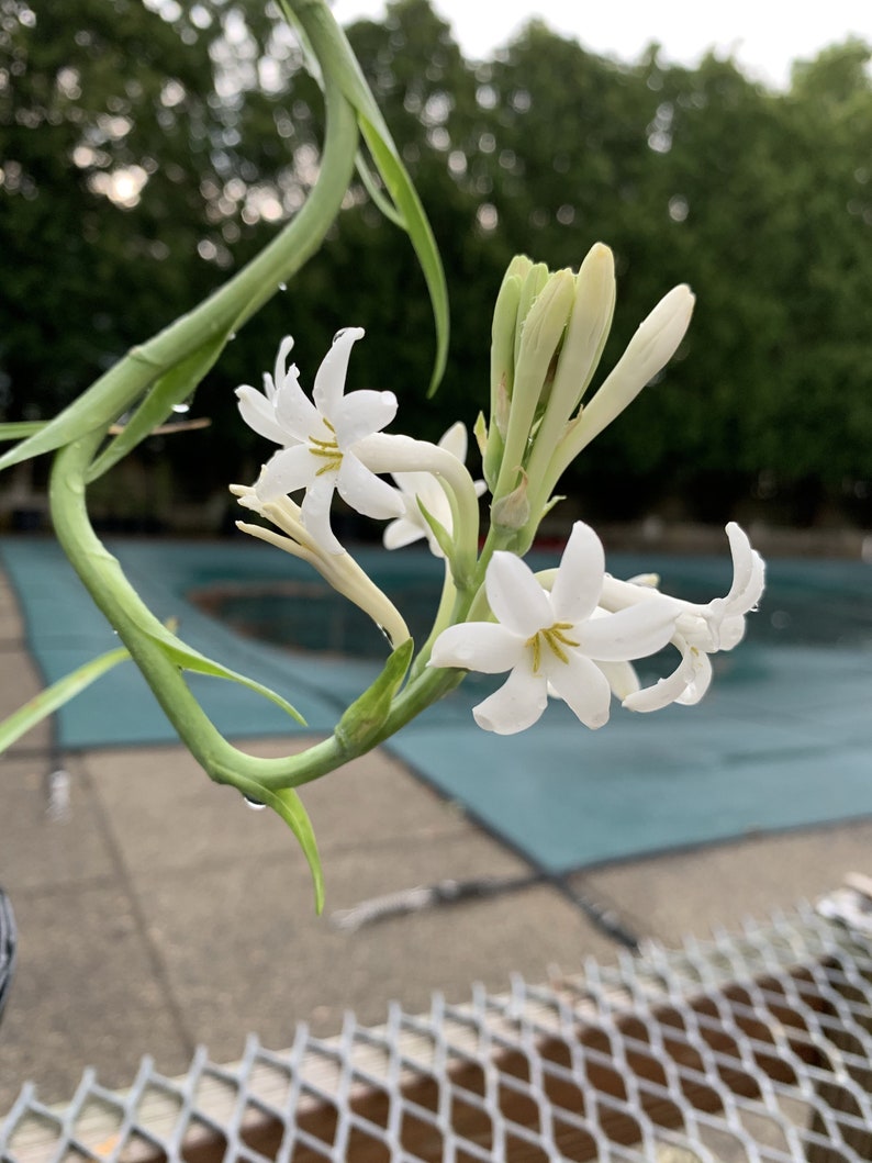 Tuberose (agave Amica) Plant - Etsy