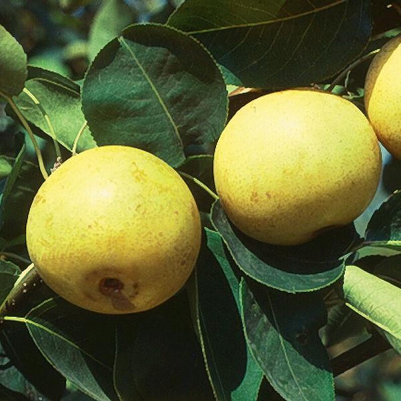 Shinseiki /new Century Asian Pear Tree: Grafted - Etsy
