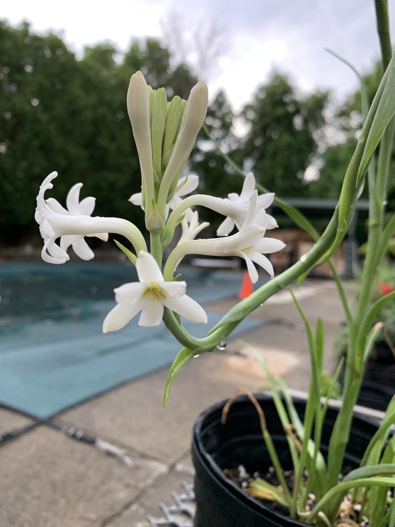 Tuberose (agave Amica) Plant - Etsy
