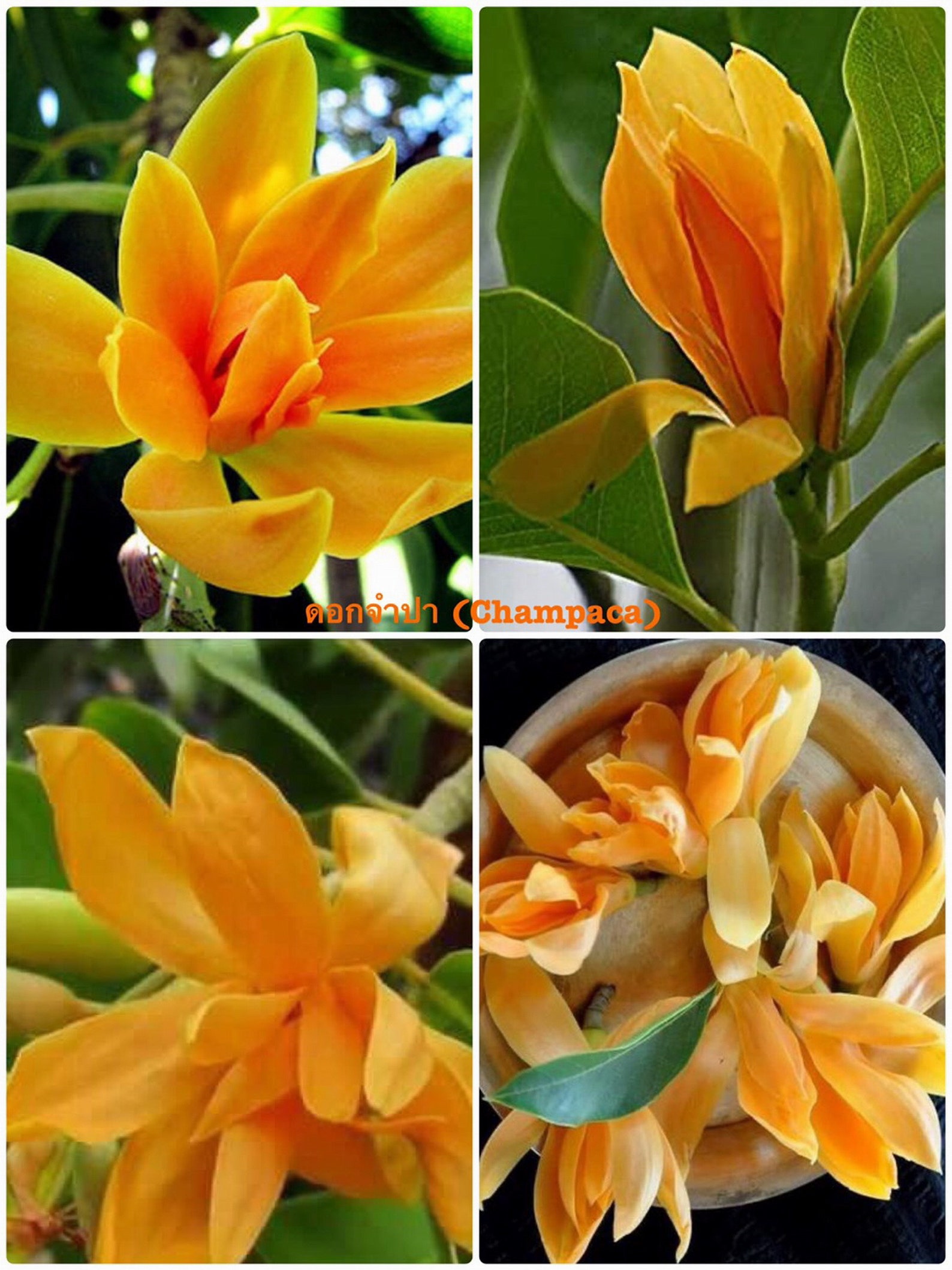 Michellia Champaca Flower Tree Very Large Plant | Etsy