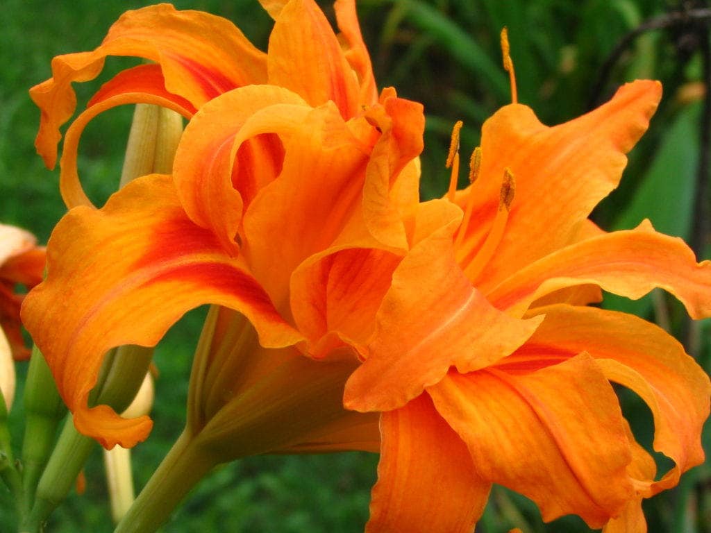 Dwarf Orange Daylilies