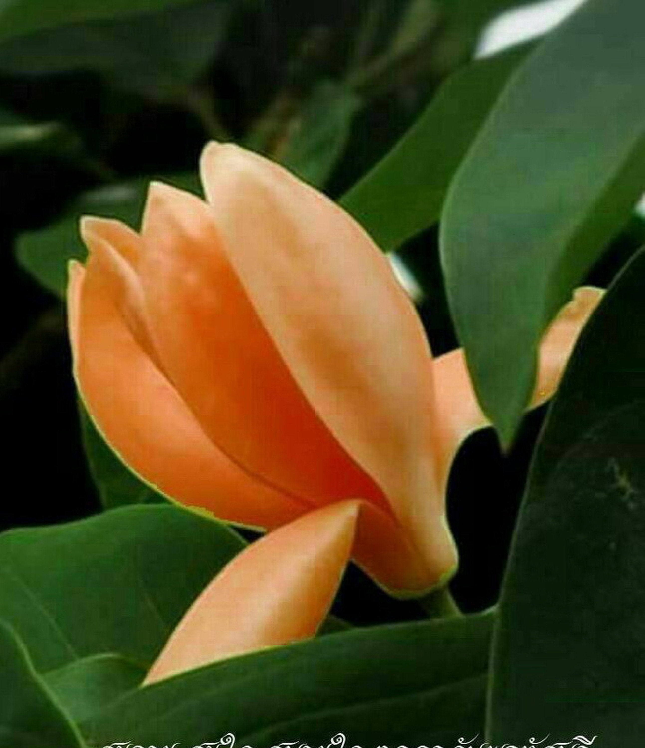 Michellia Champaca Flower Tree Very Large Plant - Etsy