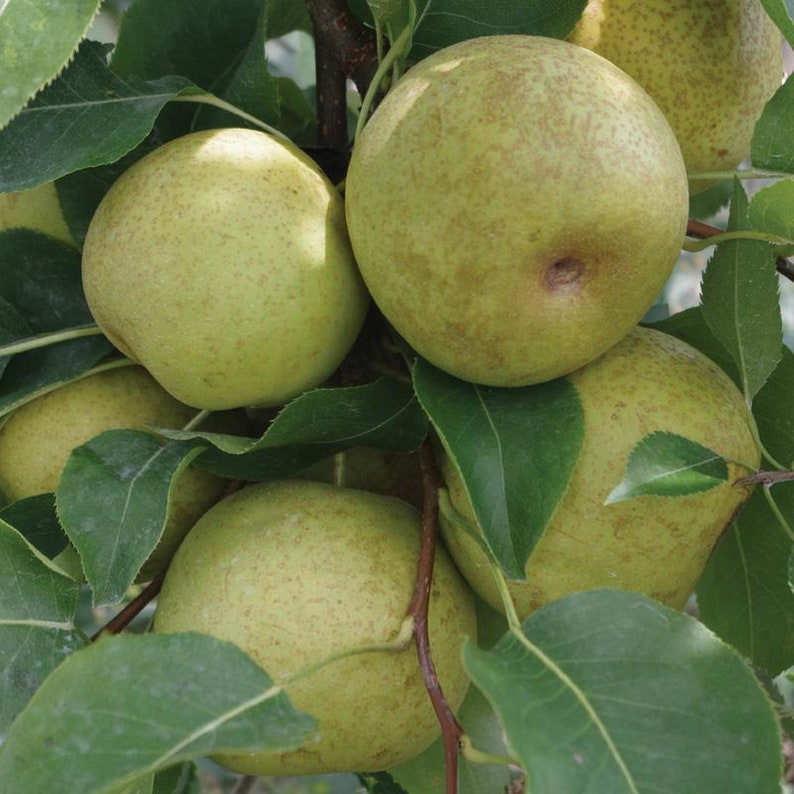 Shinseiki /new Century Asian Pear Tree: Grafted - Etsy