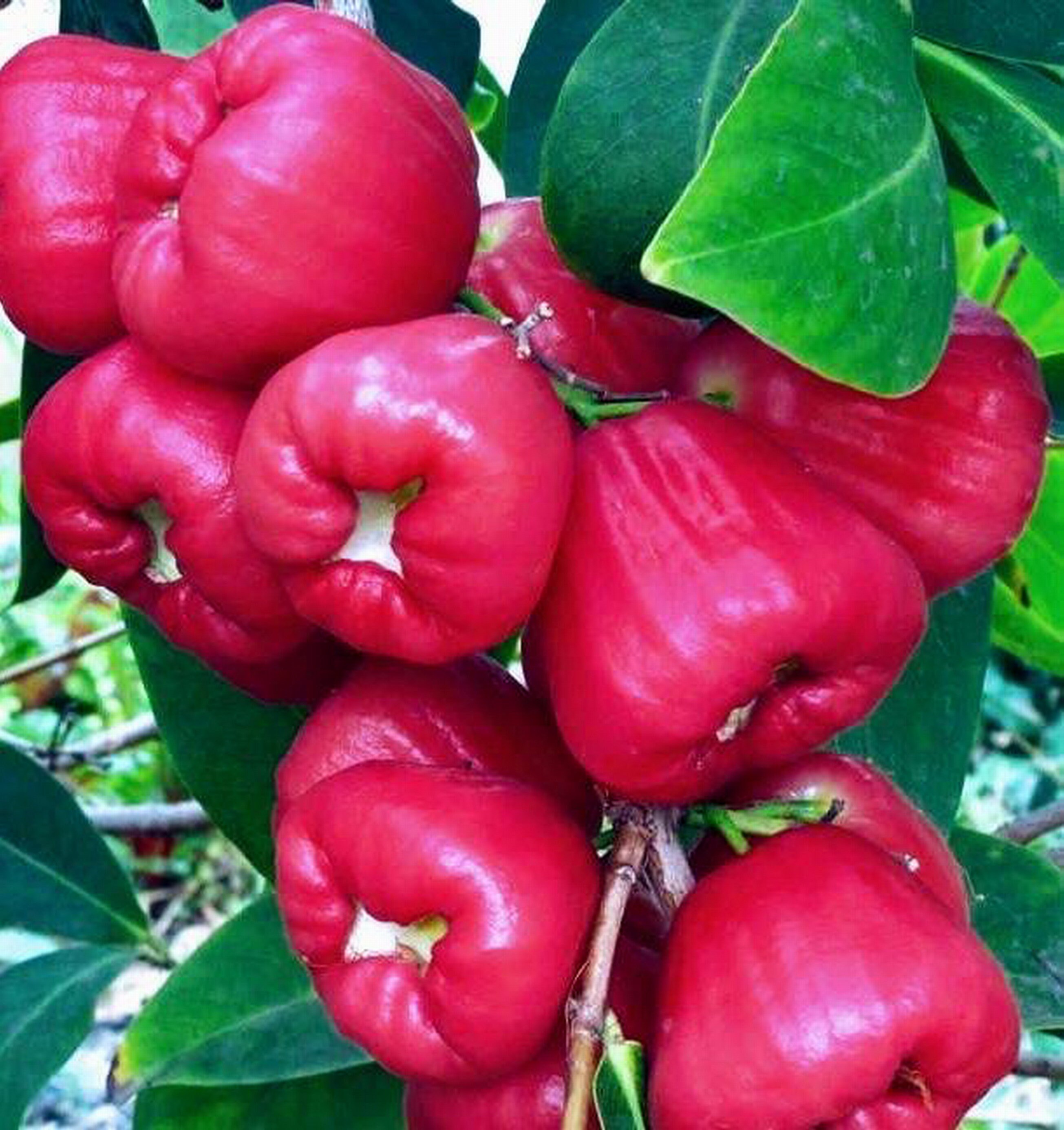 Red Jambul Fruit