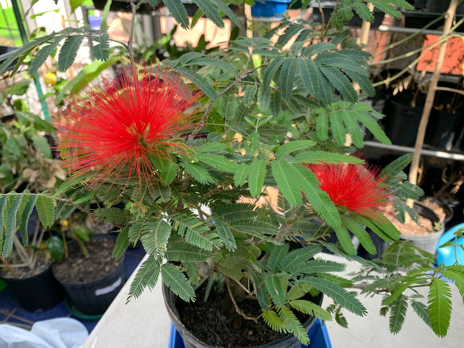 CALLIANDRA TWEEDII With Love red Powder Puff - Etsy