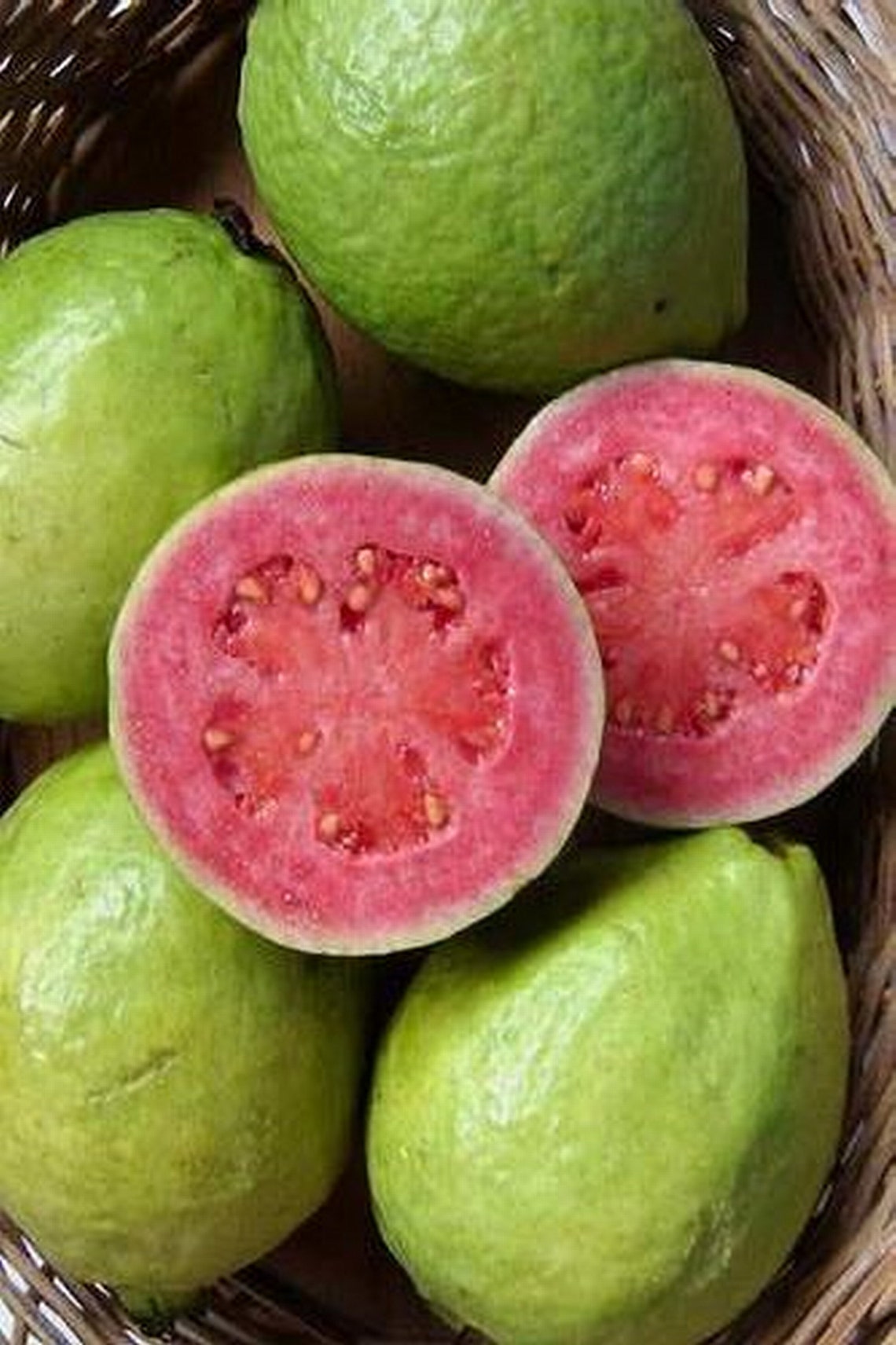 Guava Ruby Supreme Fruiting Age - Etsy