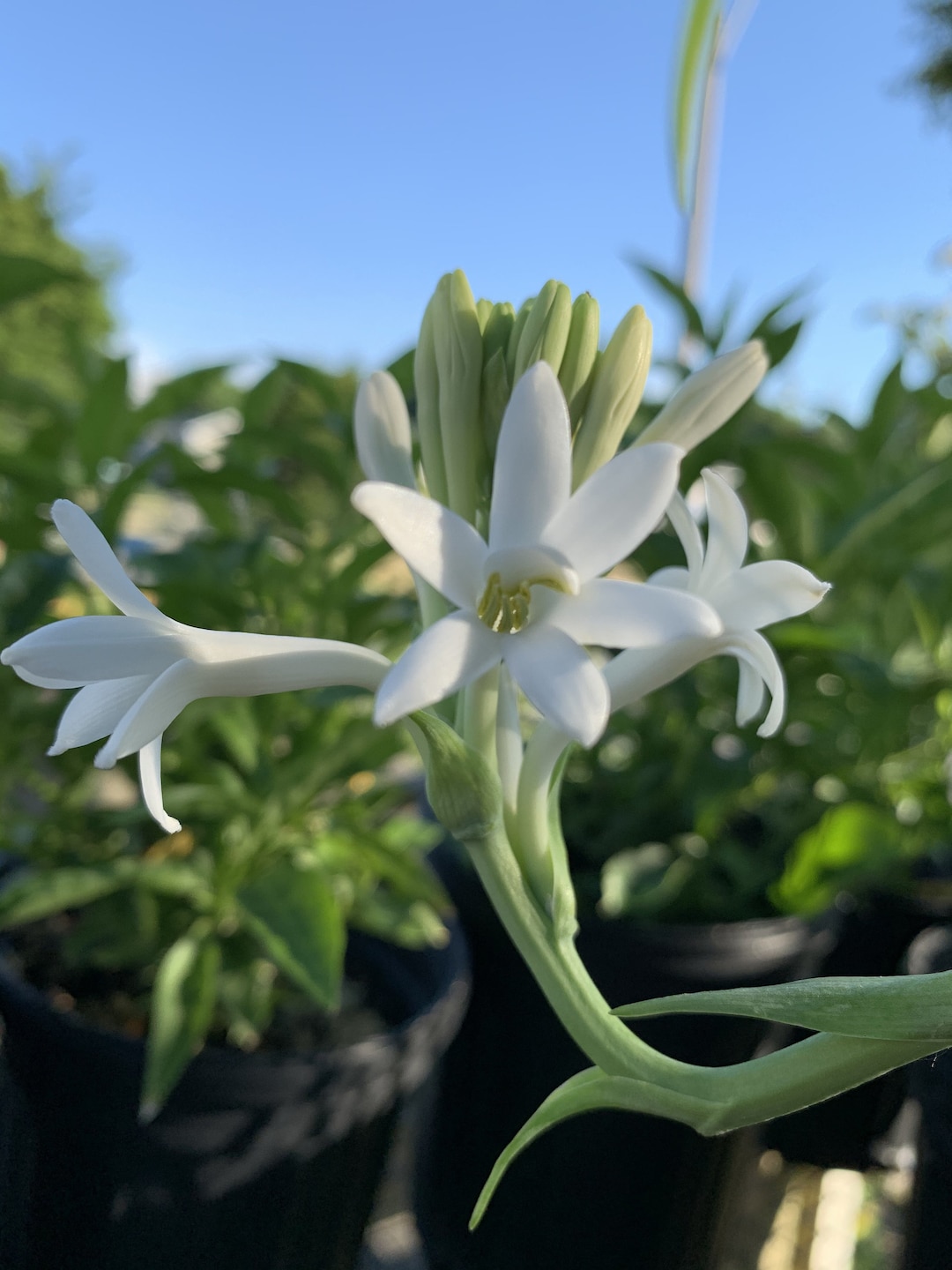 Tuberose (agave Amica) Plant - Etsy