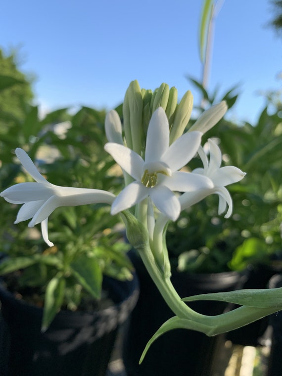 Tuberose agave Amica Plant - Etsy