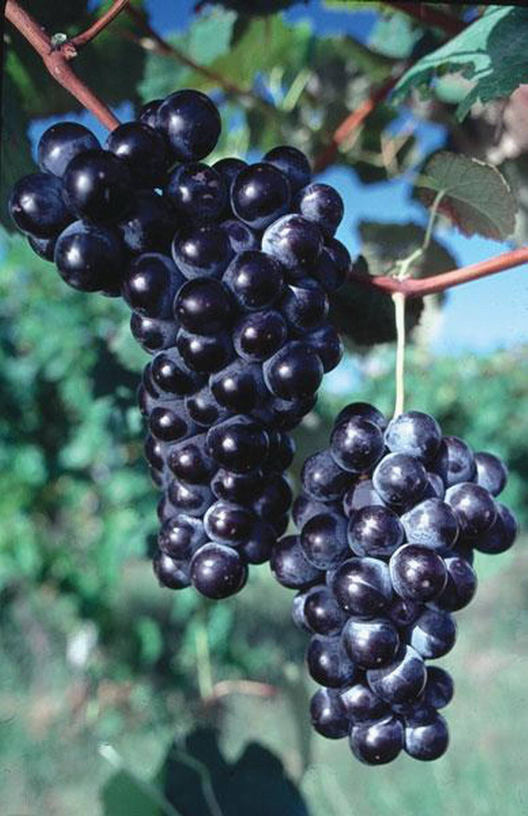 Concord Grape Clusters