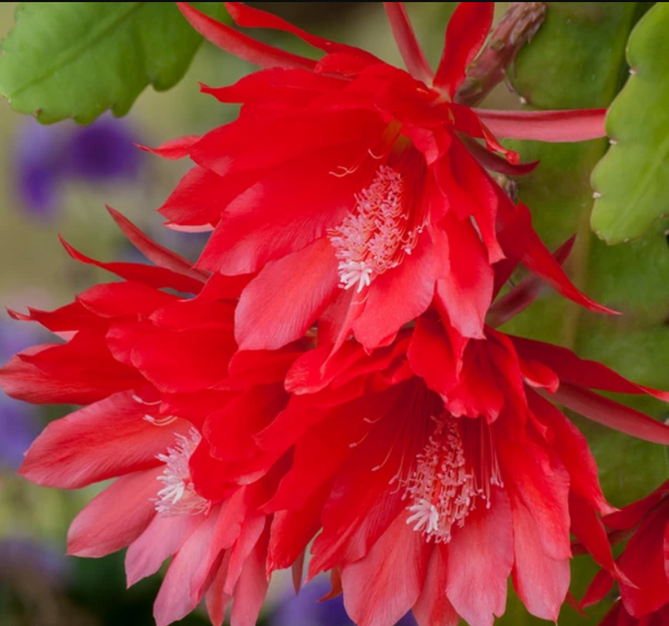 Red Orchid Cactus disocactus Ackermannii - Etsy