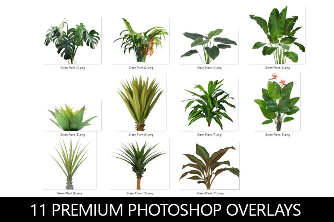 Plants Photoshop Overlays in Png Format (plant Overlay, Forrest Overlay ...