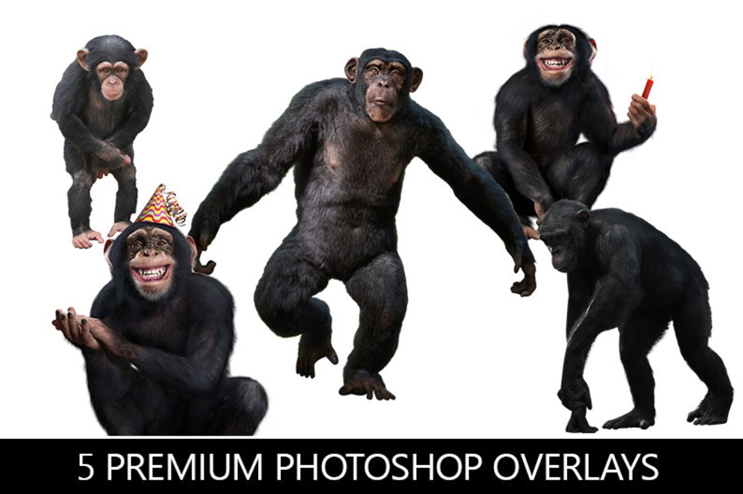 Monkey Overlays for Photoshop in Png Format for Your Photo Manipulation ...