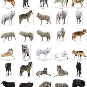 Wolves GFX Design Bundle PNG Format No Background Images | Etsy