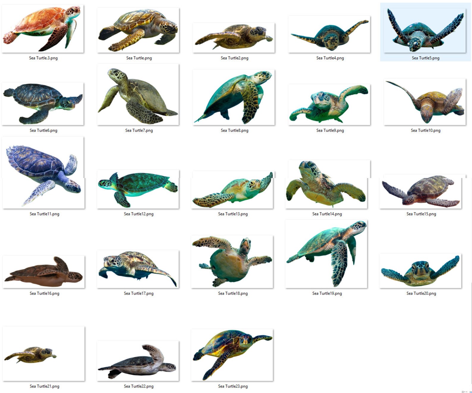 Sea Turtle Photoshop Overlay Bundle in PNG Format sea Turtle | Etsy