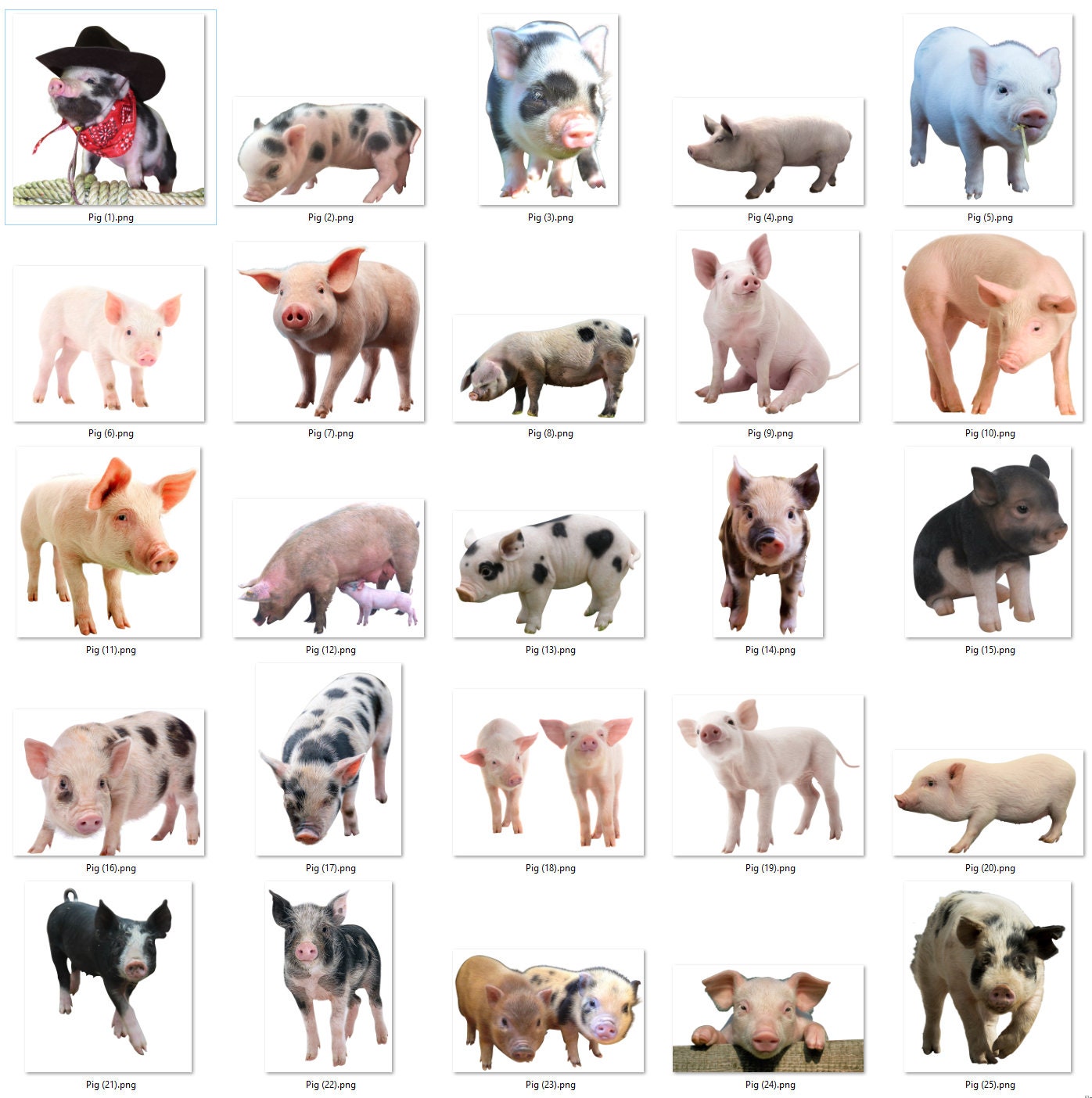 Pig Overlays in Png Format Photoshop Overlay Digital - Etsy Australia