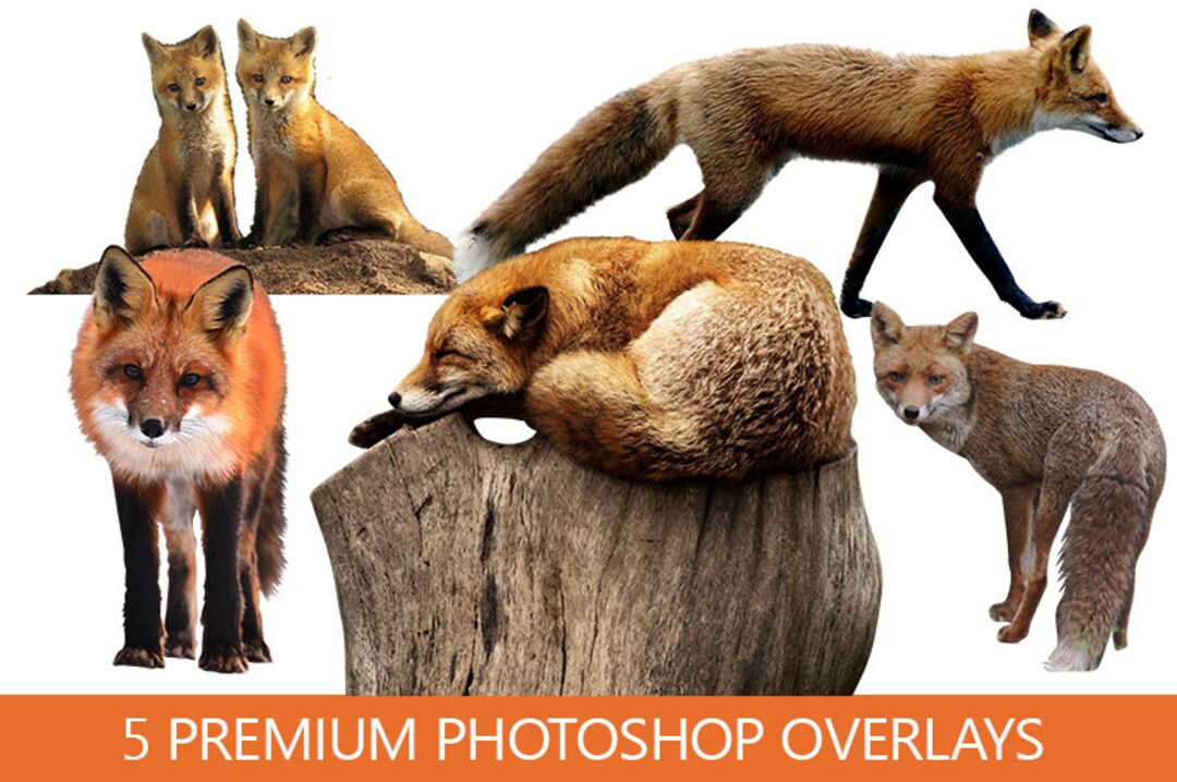 Fox Overlays for Photoshop in Png Format for Your Photo Manipulation ...