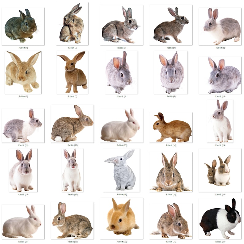 Rabbit Easter Bunny Photo Overlay Photo Editing Digital - Etsy