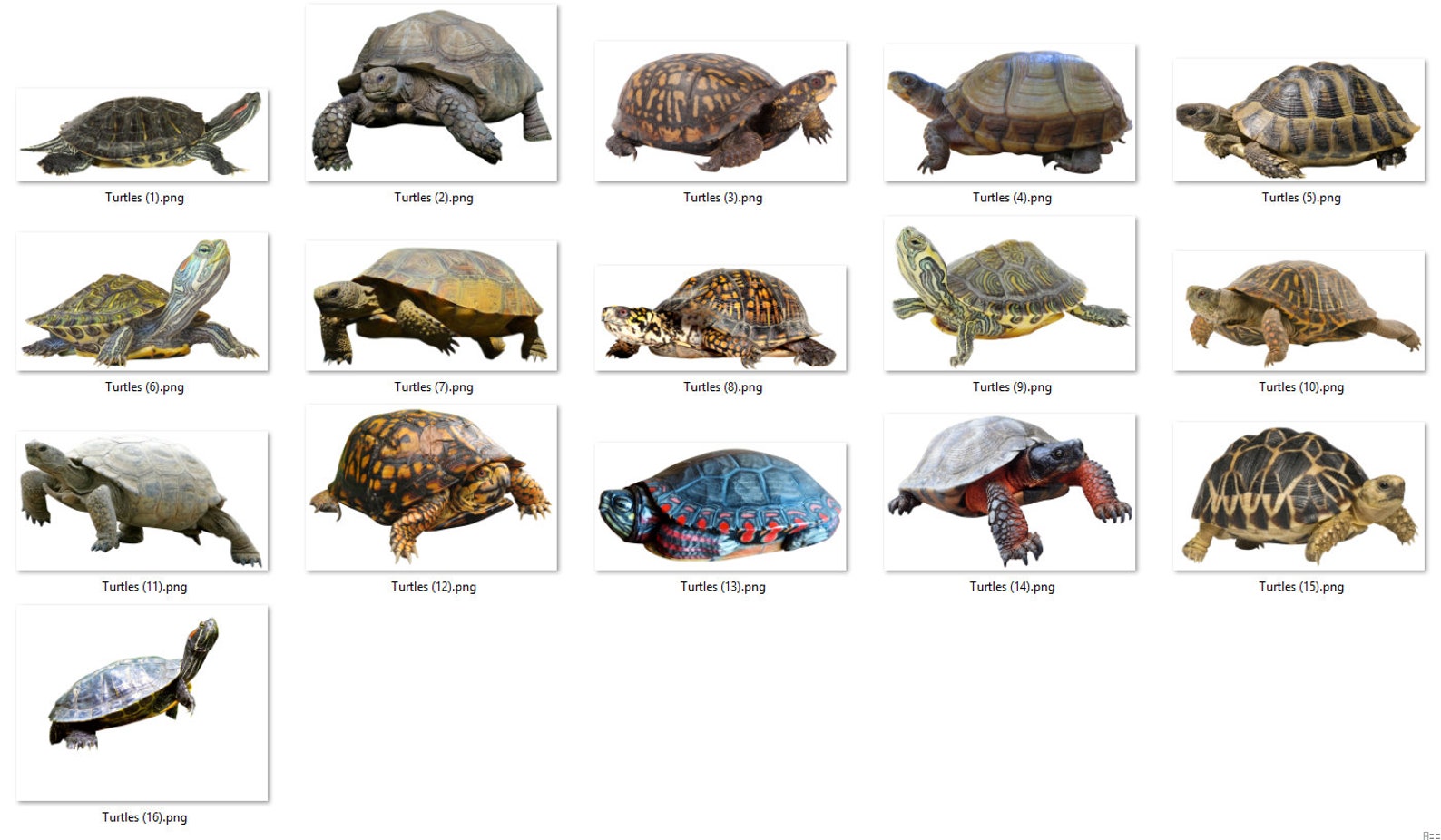 Turtle Photoshop Overlay Bundle in PNG Format reptile | Etsy