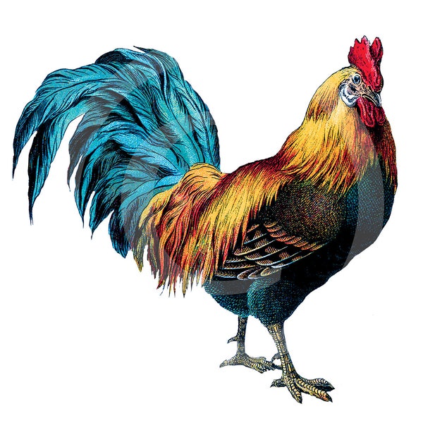 Barnyard Clip Art - Etsy