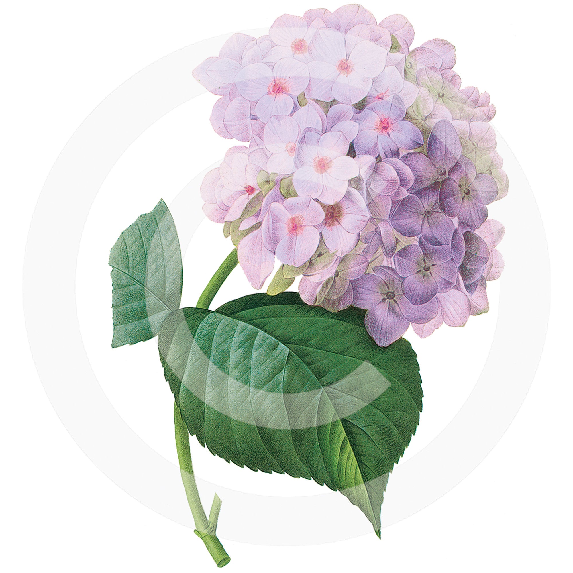 Violet Hydrangea, Hydrangea Clipart, Hydrangea Clip Art, Hydrangea ...
